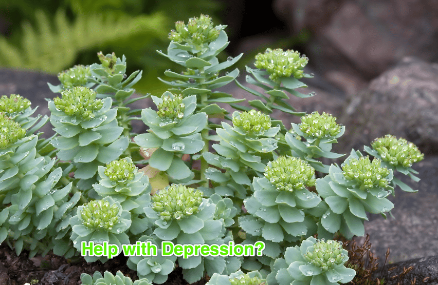 Finding herbs to help Major Depressive Disorder | Mental Health help